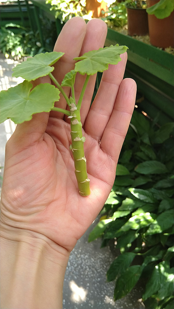 In Perspectiva - Interviuri si puncte de vedere.