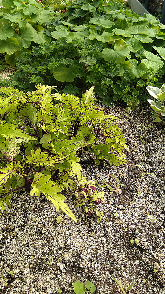 In Perspectiva - Interviuri si puncte de vedere.